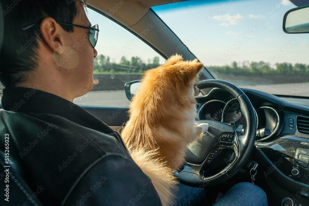 Carefree man driving car with his lap dog spitz in his lap, Road trip ...