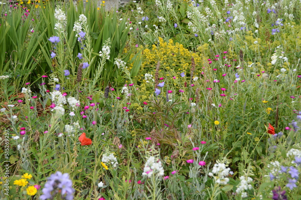 Magnificent flower borders with lots of native wildflowers at 16th ...