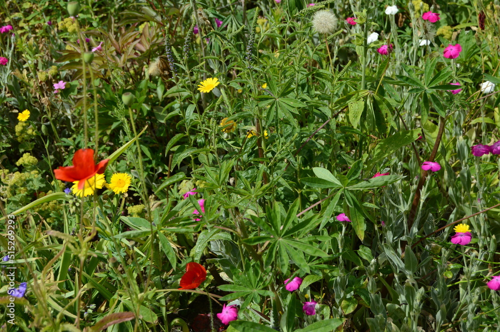 Magnificent flower borders with lots of native wildflowers at 16th ...