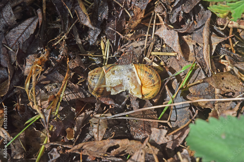 Accouplement entre deux escargots terrestres. Stock Photo | Adobe Stock