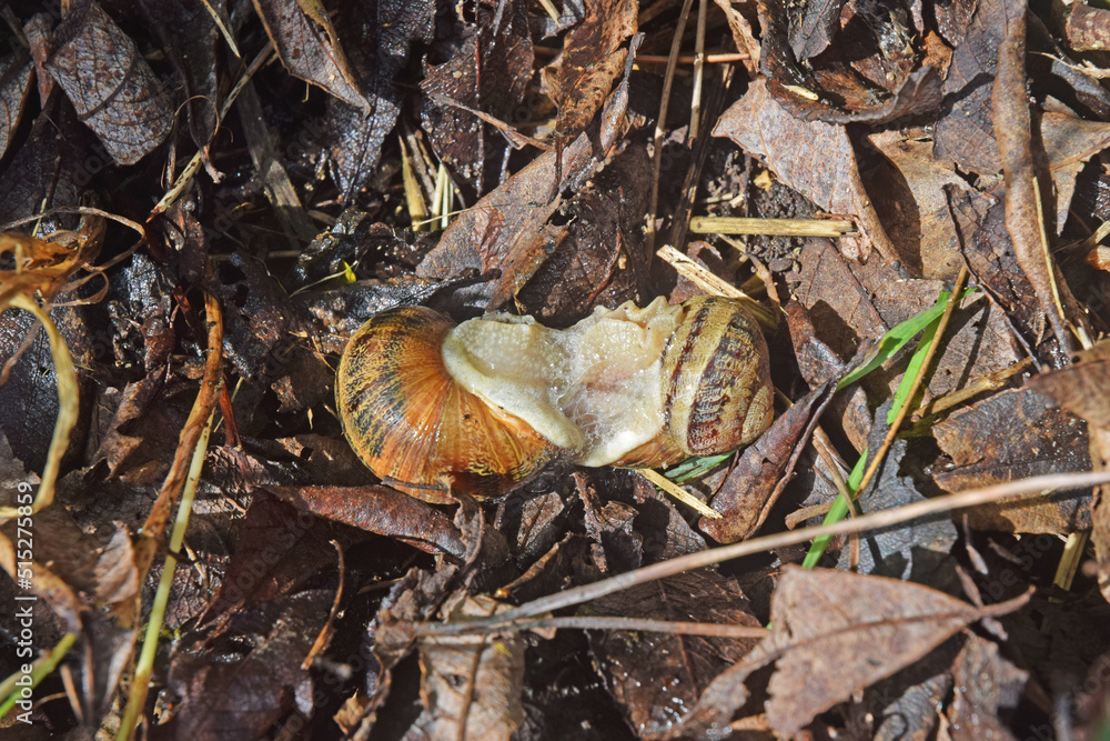 Accouplement entre deux escargots terrestres. Stock Photo | Adobe Stock