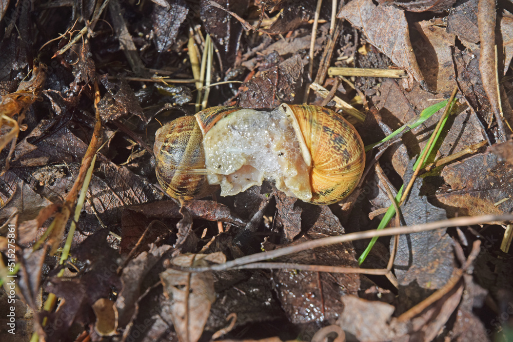 Accouplement entre deux escargots terrestres. Stock Photo | Adobe Stock