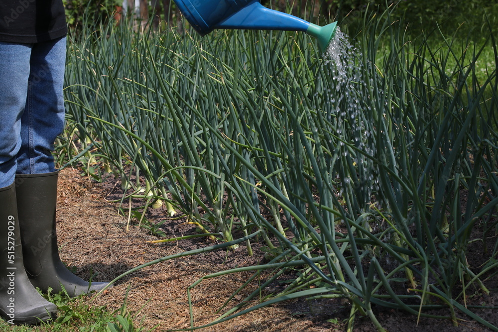 Person watering green onions in a plantation dressed in work clothes ...