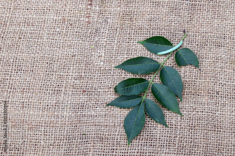 Neem leaves with small insect on jute fabric background. Neem leaves ...