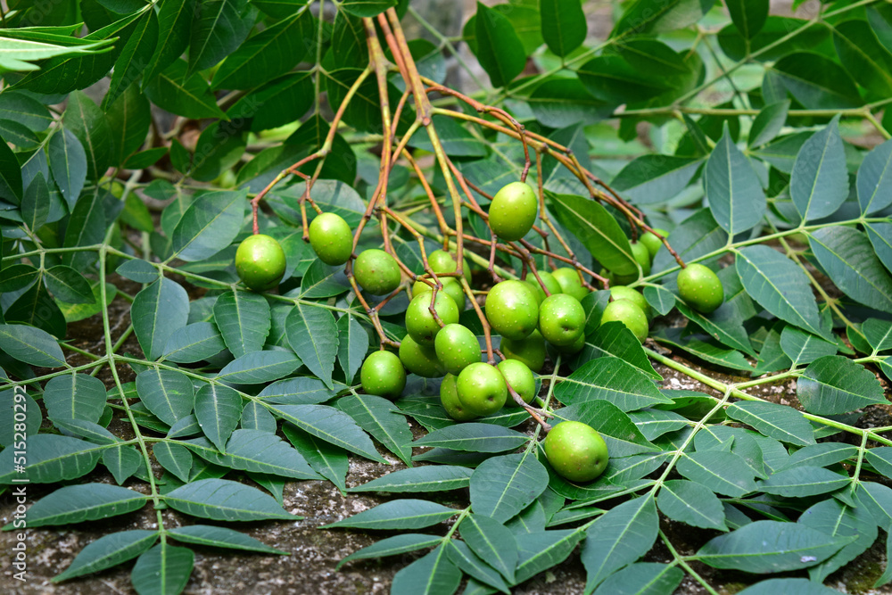 Foto de Neem leaves and fruits. Neem seeds with leaf. Neem tree ...