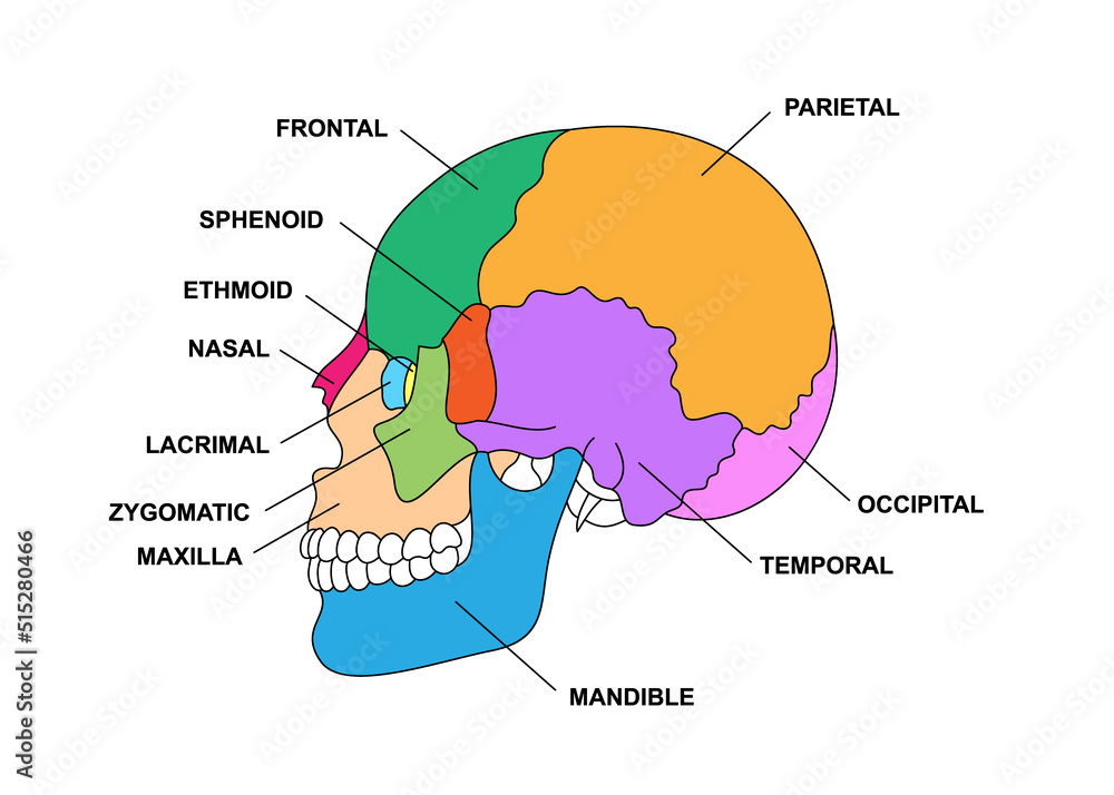 Human skull bones anatomy with descriptions. Colored cranial parts ... Human skull bones anatomy with descriptions. Colored cranial parts ...