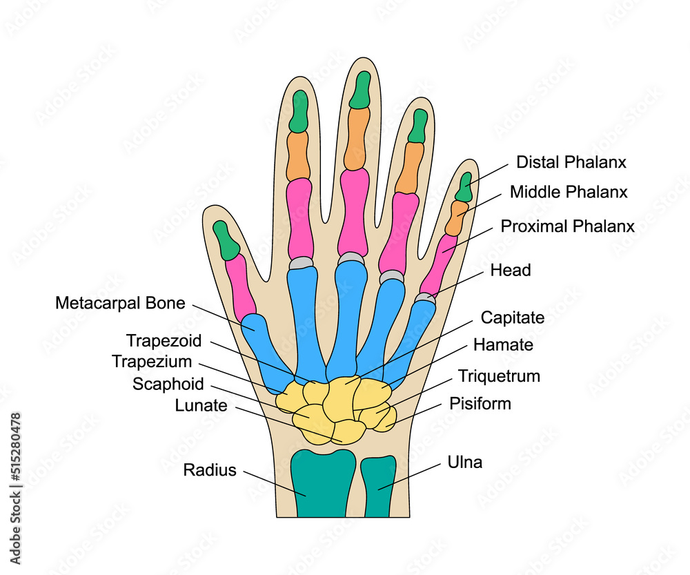 Human Hand Bones Anatomy With Descriptions Colored Hand Parts