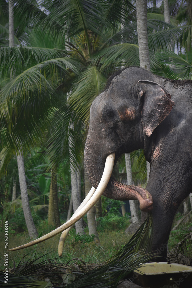 An huge tusker with his longest tusks. Stock Photo | Adobe Stock