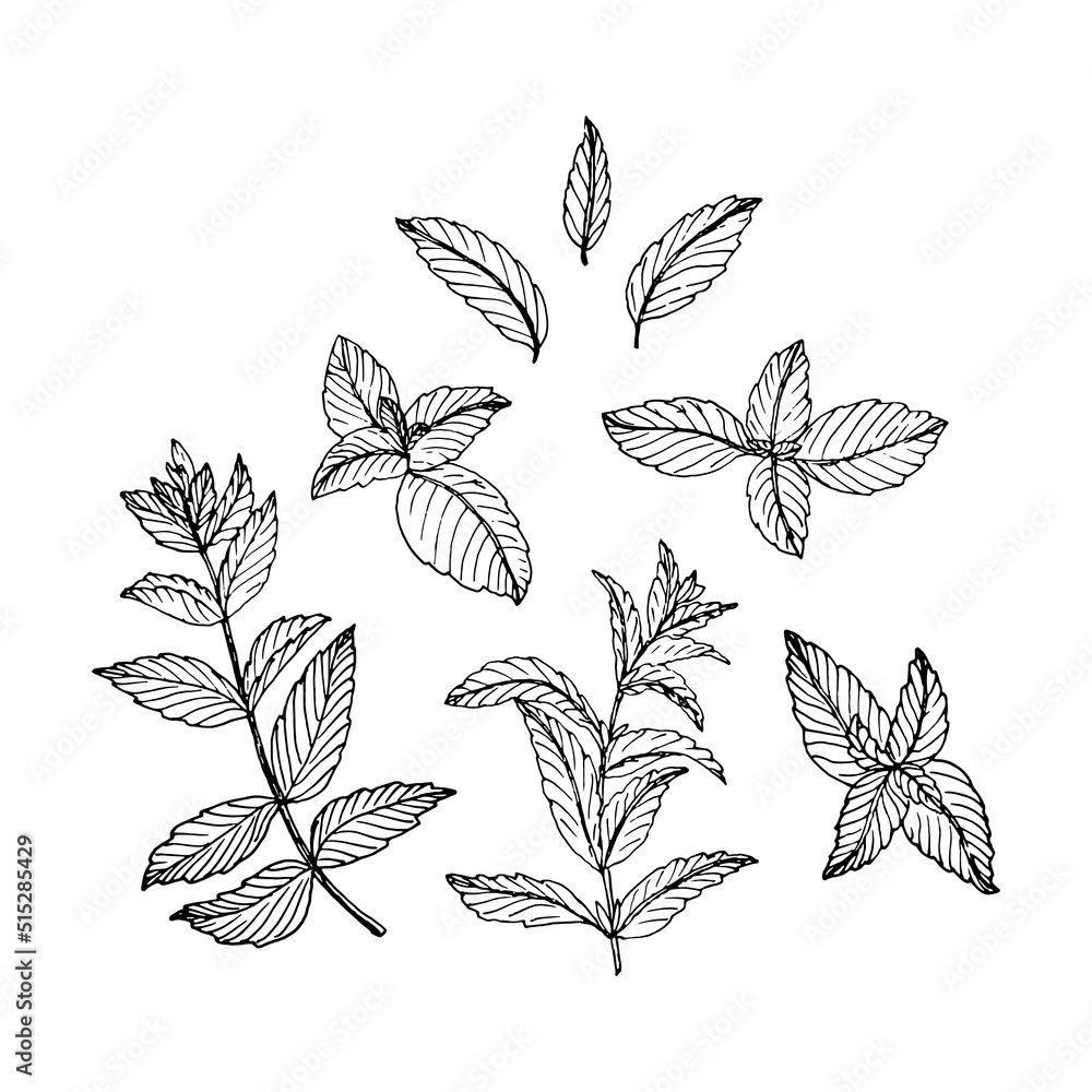Sketch style illustration of mint Stock Vector | Adobe Stock