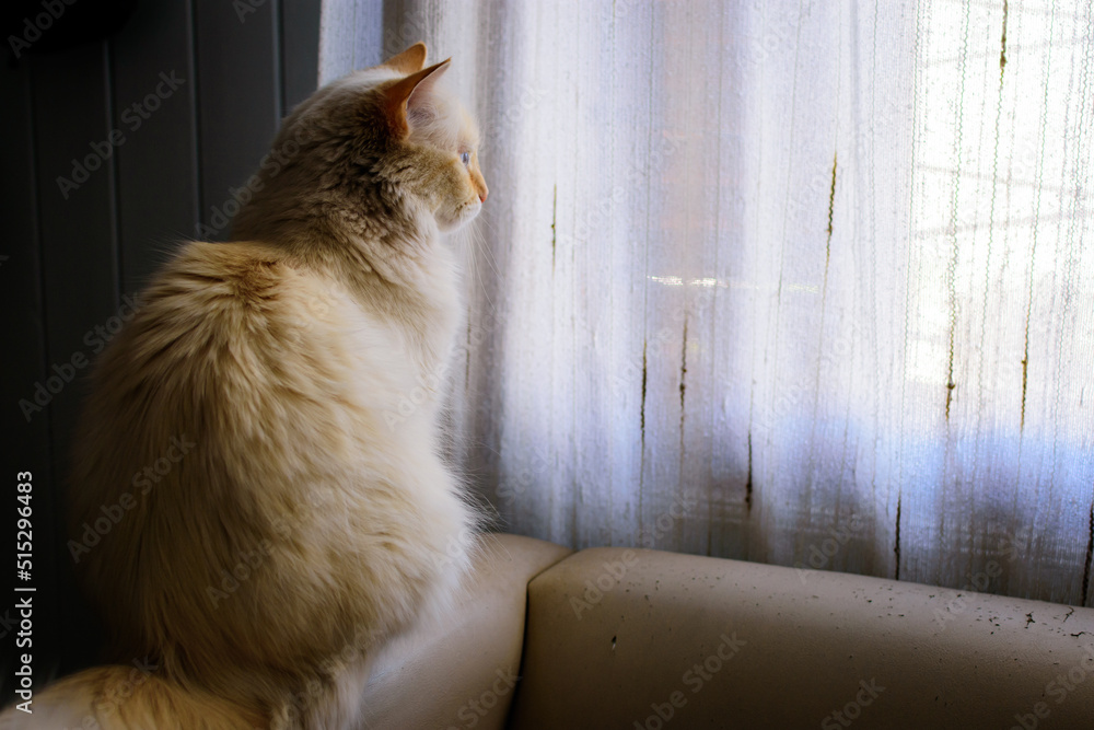 Gato mirando a través de la ventana Stock Photo | Adobe Stock