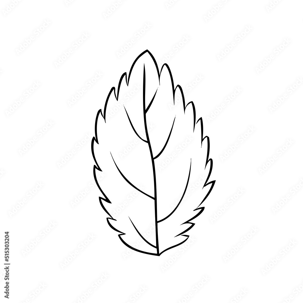Mint leaf line art isolated on white, Hand drawn vector spicy herb, Doodle cooking ingredient ...