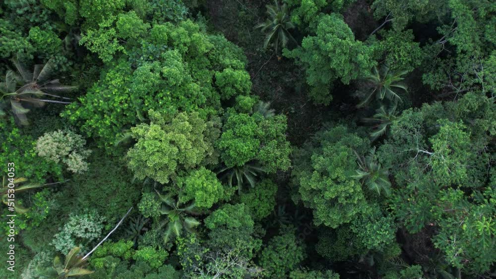 Lush greenery of tropical jungle at small valley, top-down aerial shot ...