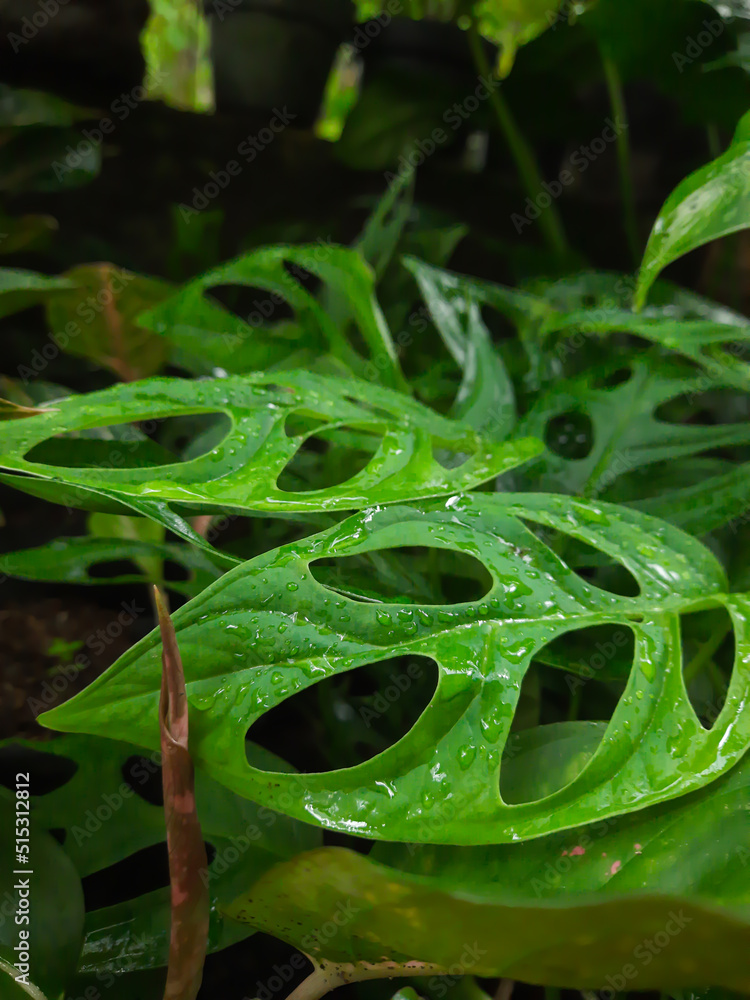 Monstera Adansonii in Indonesia is commonly known as Janda Bolong ...