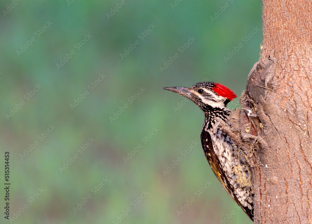 bird on the tree, The black-rumped flameback, also known as the lesser ...