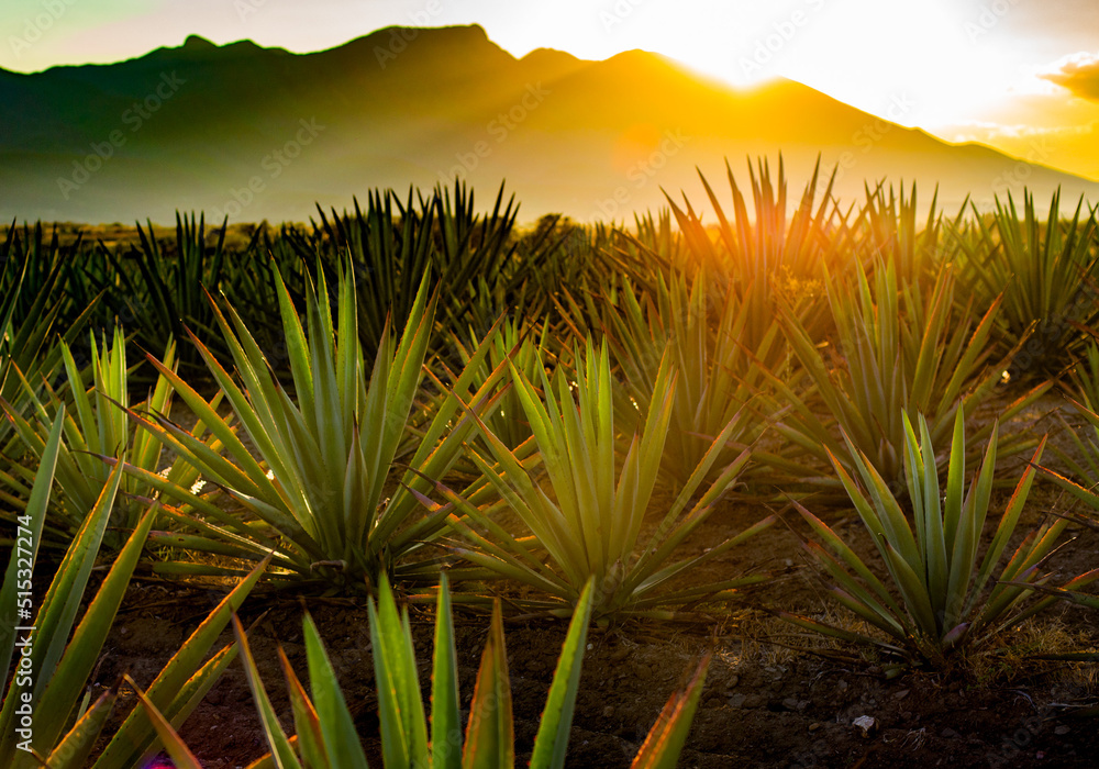 Campos de agave espadín en Oaxaca México Stock Photo | Adobe Stock