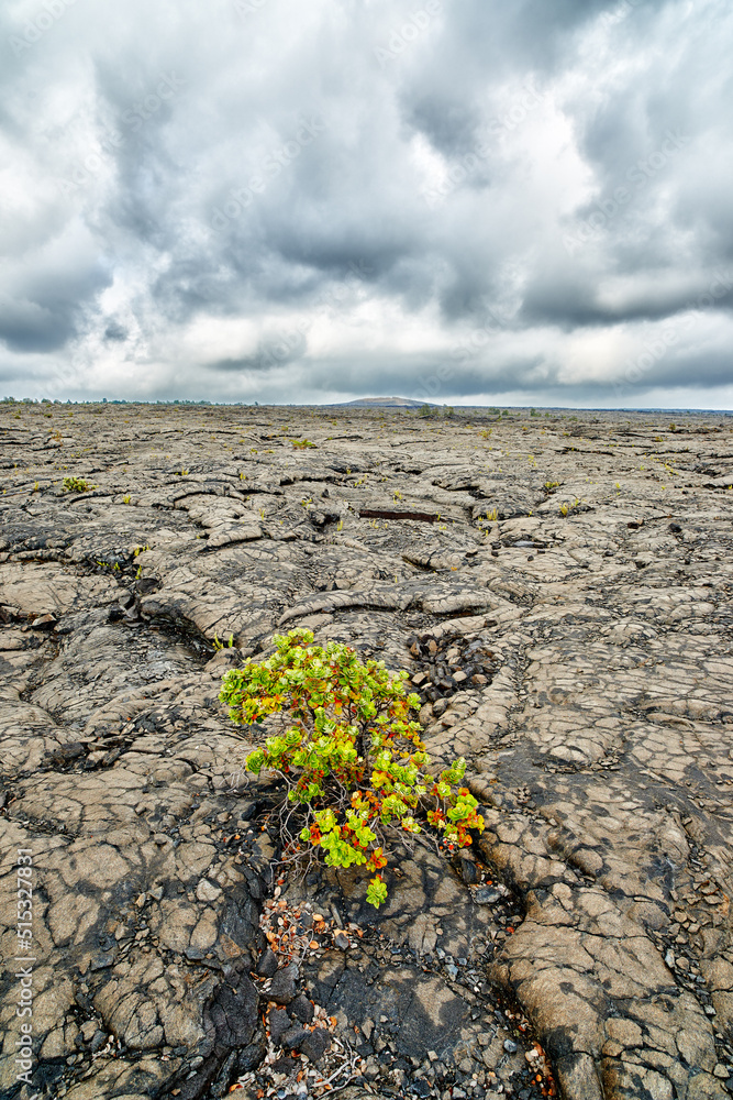 Closeup of Ohelo berry plant growing on the surface of the worlds ...