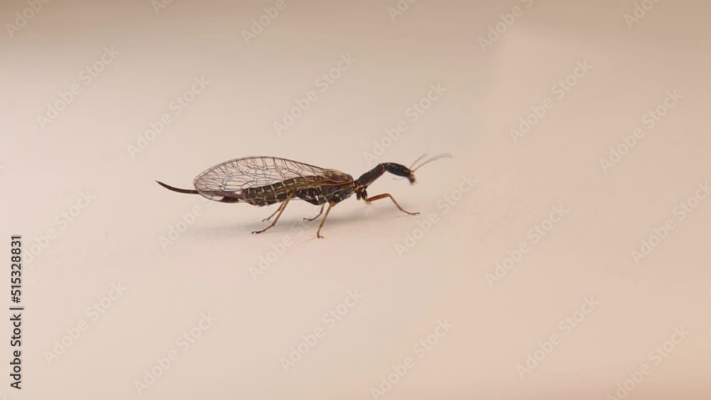 Snakefly has a long neck (Raphidiodea). Insect isolated on a white ...