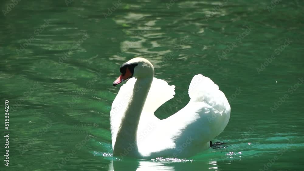 Beautiful white swan with fluffy wings floating on the lake in the park ...