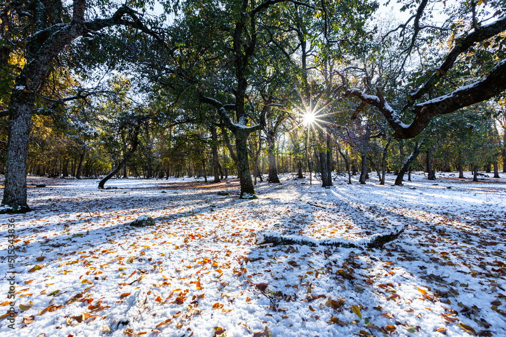 Sun rays, snow, shadows and trees in Ifrane city in Morocco Stock Photo ...