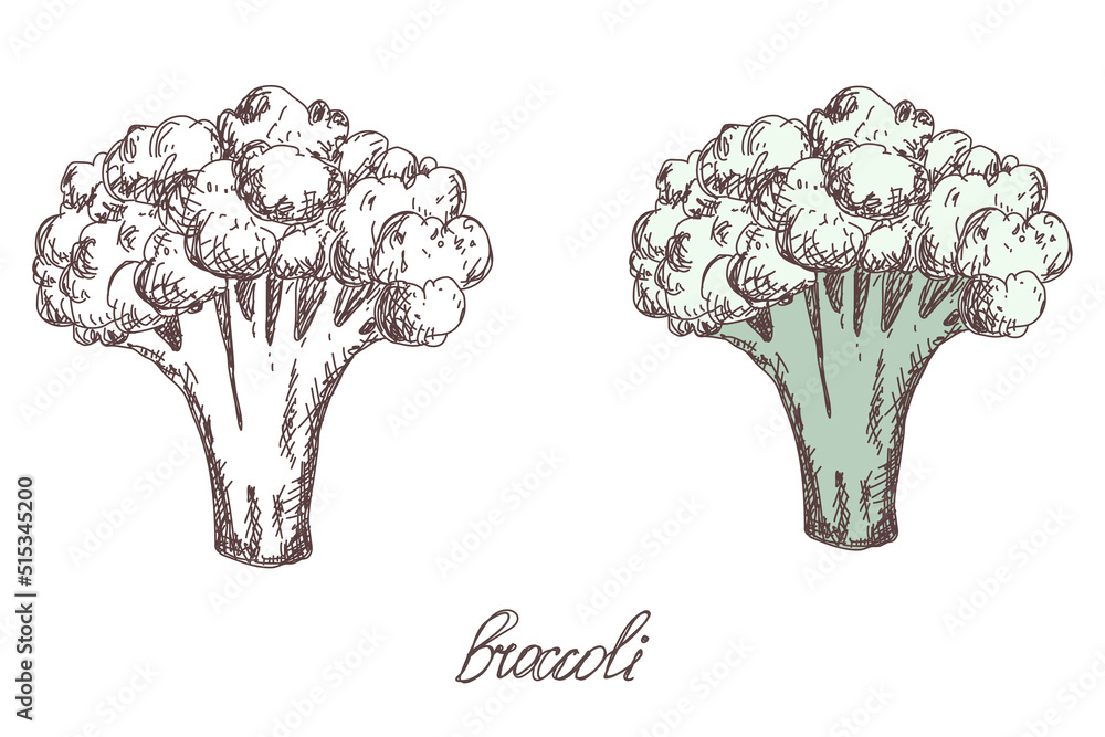 broccoli vegetable hand drawn vector llustration realistic sketch. Eco ...