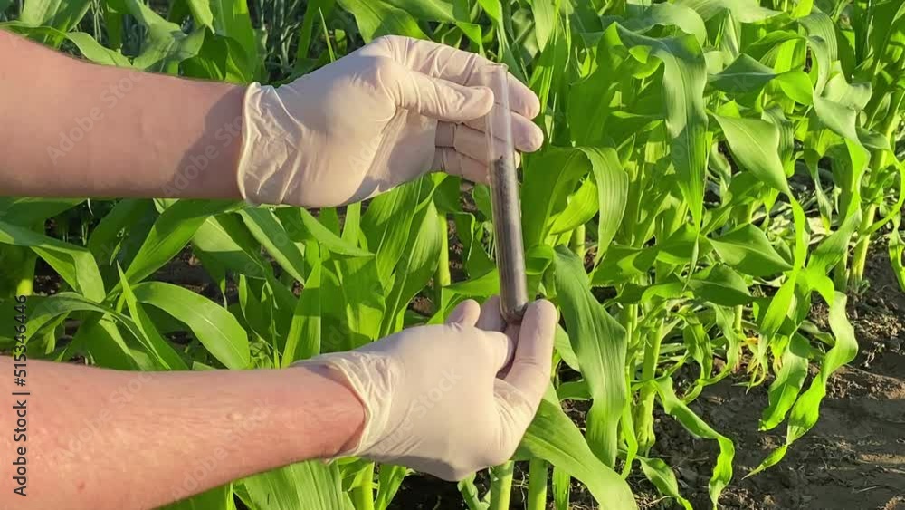 Agronomist wearing rubber gloves, holding showing glass test tube with ...