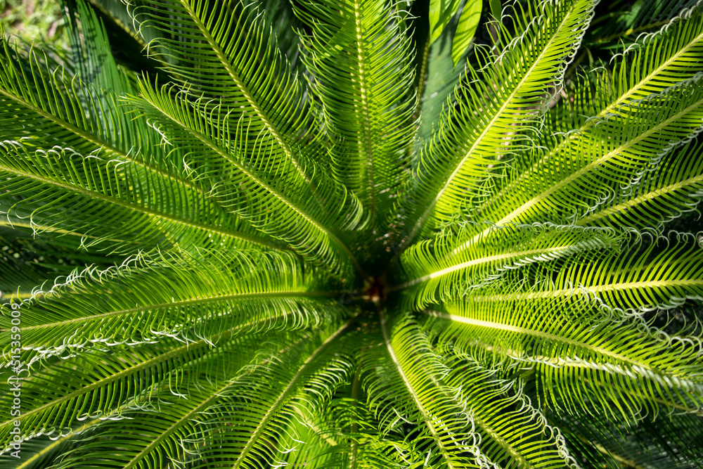 Ancient Cycad plant or Sago Palm Green Leaves background, Cycad Green ...