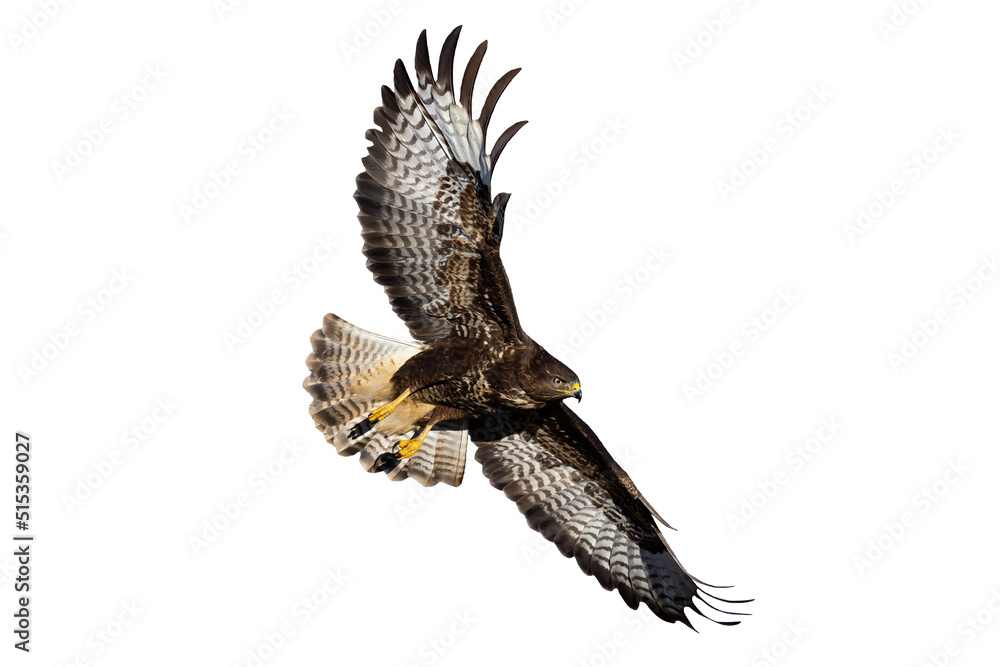 Common buzzard, buteo buteo, in flight isolated on white background ...