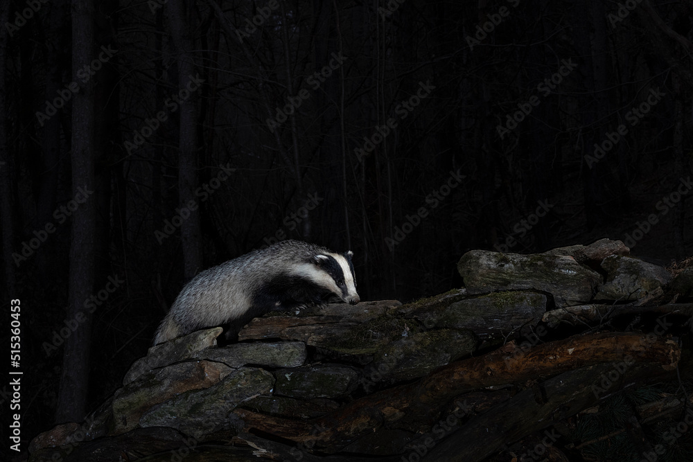 Badger Stock Photo | Adobe Stock