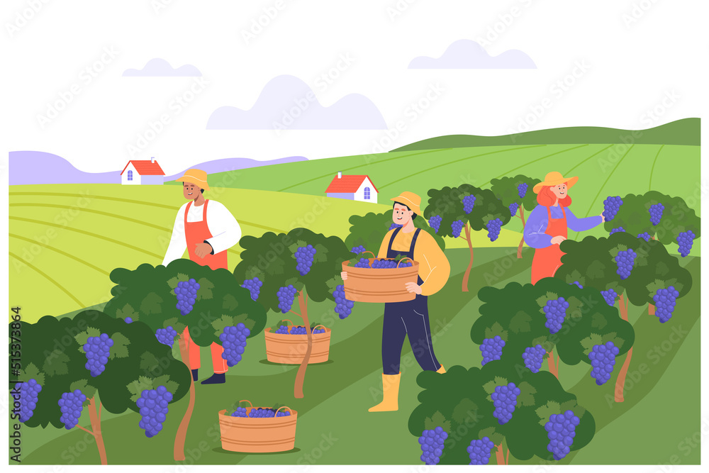 Harvesting Grapes In The Fields Working