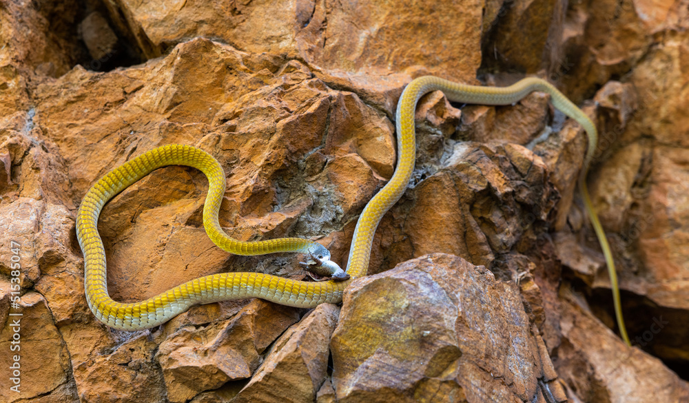 Golden Tree Snake eating Frog at Amelia Gorge in the Kimberley, Western ...
