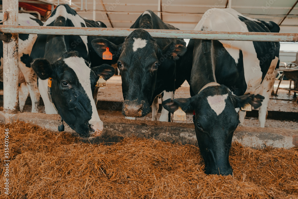Fotografia do Stock: A modern farm with dairy cows. Goldstein breed ...