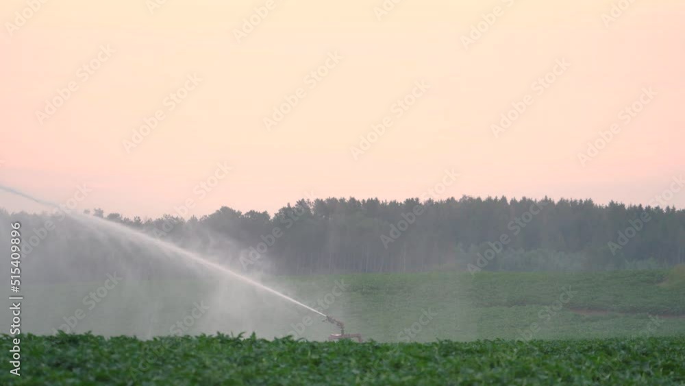 Splashing Stream From The Irrigation Hose Over A Potato Farmland. Wide ...