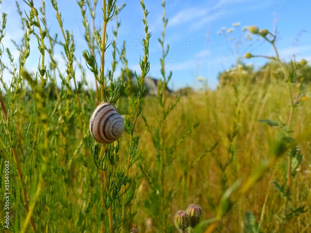 Caucasotachea vindobonensis is a species of medium-sized air-breathing ...