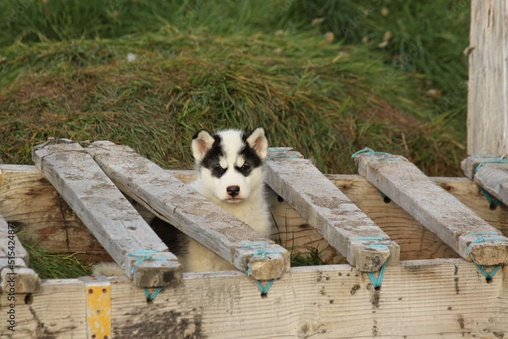 Northern Canada husky puppy got caught in an old komatik and looking ...