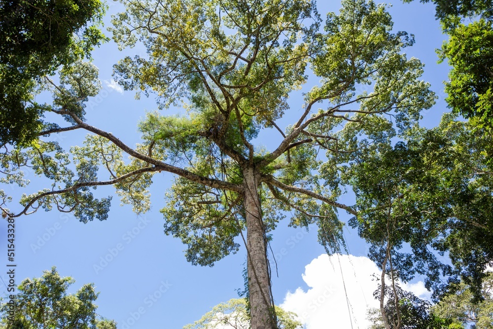 Beautiful tree in amazon rainforest region, Brazil, Acre state. Stock ...