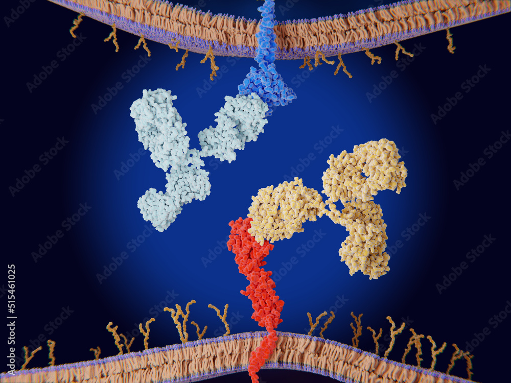 Immune Checkpoint Inhibitors Interaction Between Pd 1 And Pd L1
