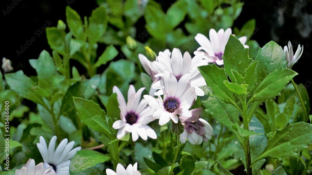Closeup of Beautiful white flowers of Dimorphotheca pluvialis also ...