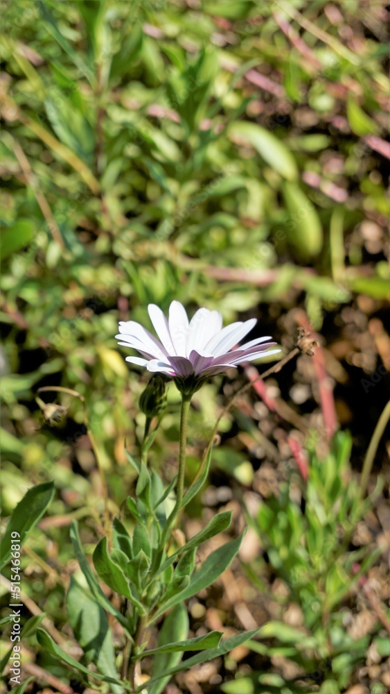 Closeup of Beautiful white flowers of Dimorphotheca pluvialis also ...