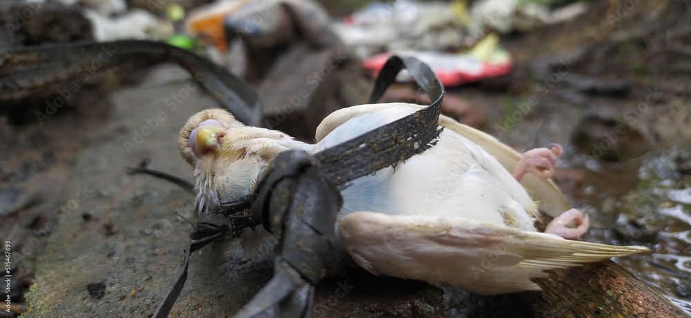 Dead bird fallen on ground soil near heap of blurry polluting plastic ...