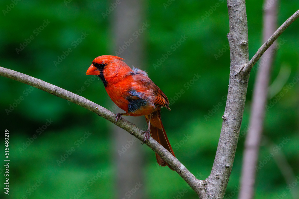 Male Northern cardinal (Cardinalis cardinalis) in the process of ...