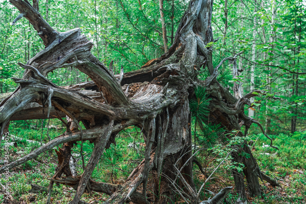 Remains of a tree dry and dead upturned gray roots. Old dry roots trees ...