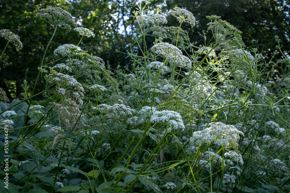 Goutweed, Aegopodium podagraria, ground elder, herb gerard, bishop`s ...
