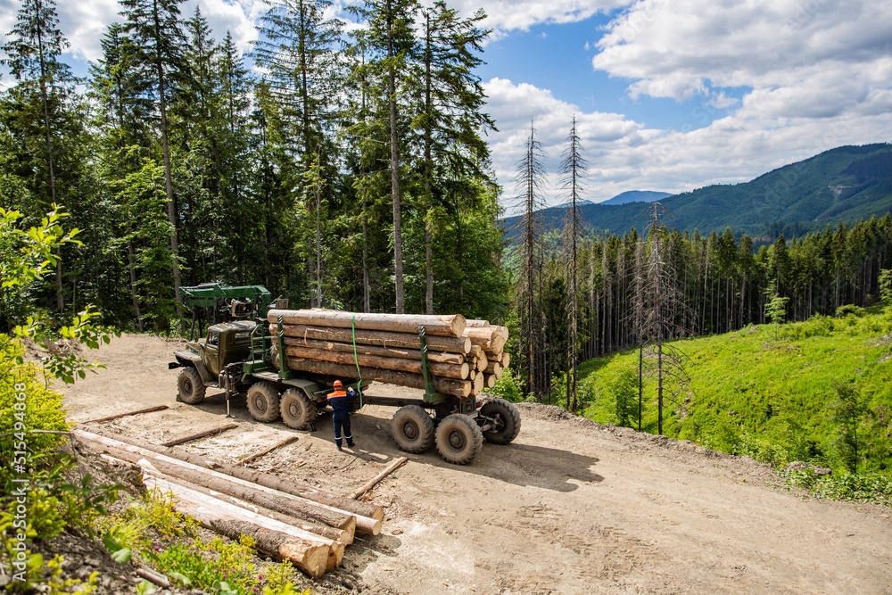 Forest industry. Wheel-mounted loader, timber grab. Felling of trees ...