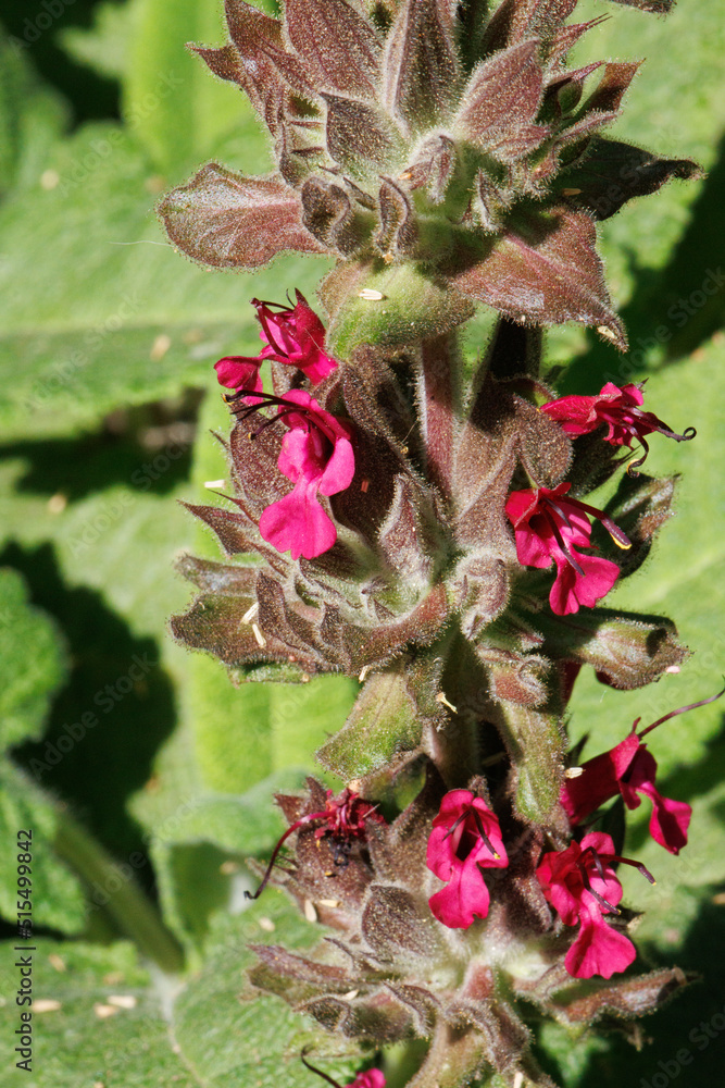 Pink flowering determinate cymose head inflorescences of Salvia ...