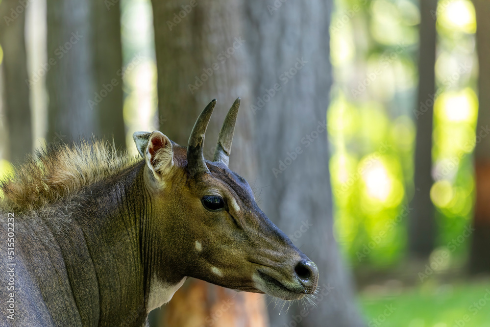 Nilgai - Blue Bull (Boselaphus tragocamelus), one of the large antelope ...