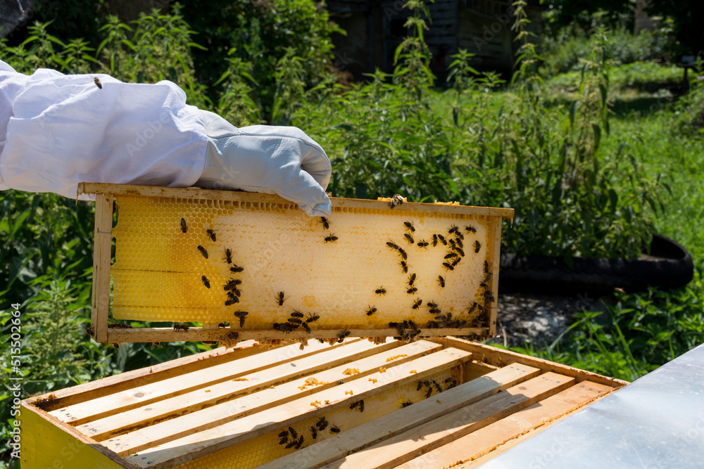 Beekeeper holds bee hive frame in hand full with honey on summer day ...