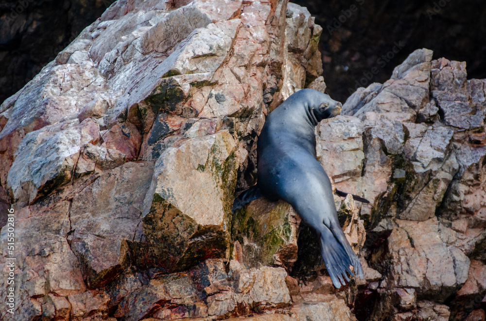 Foto de Lobo marino en las islas Ballestas - reserva nacional de ...