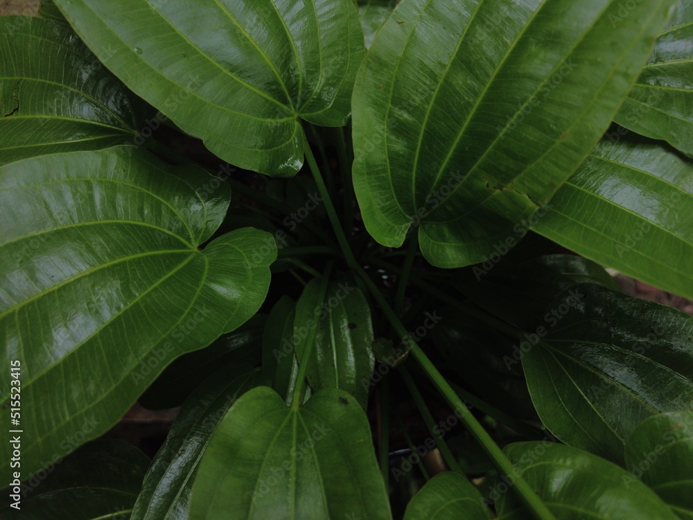Echinodorus cordifolius, the spade-leaf sword or creeping burhead ...
