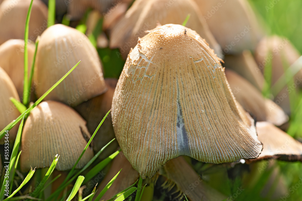Closeup of mushroom caps growing on a field under the sunlight. Details ...