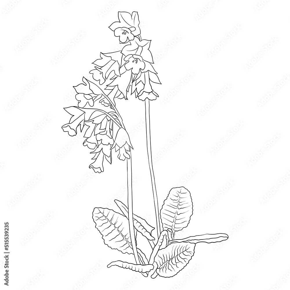 flower of cowslip, Primula veris, vector drawing wild plant isolated at ...